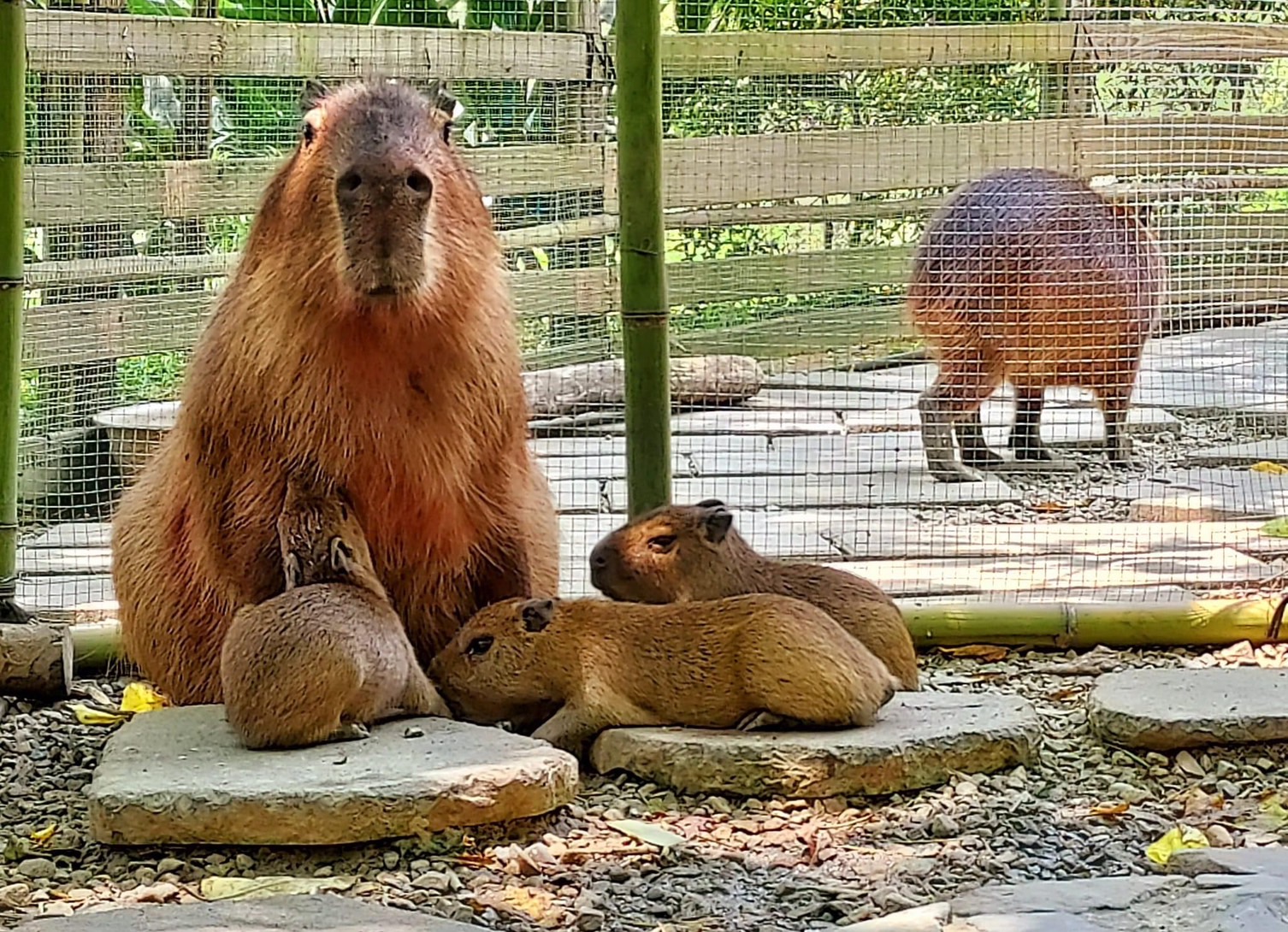 Attention Capybara Fans! Special Feature: Adorable Capybara Map of Taiwan - Lifestyle - Bone ...